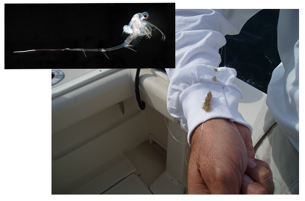 Great Lakes Fishery Commission - Invasive Species